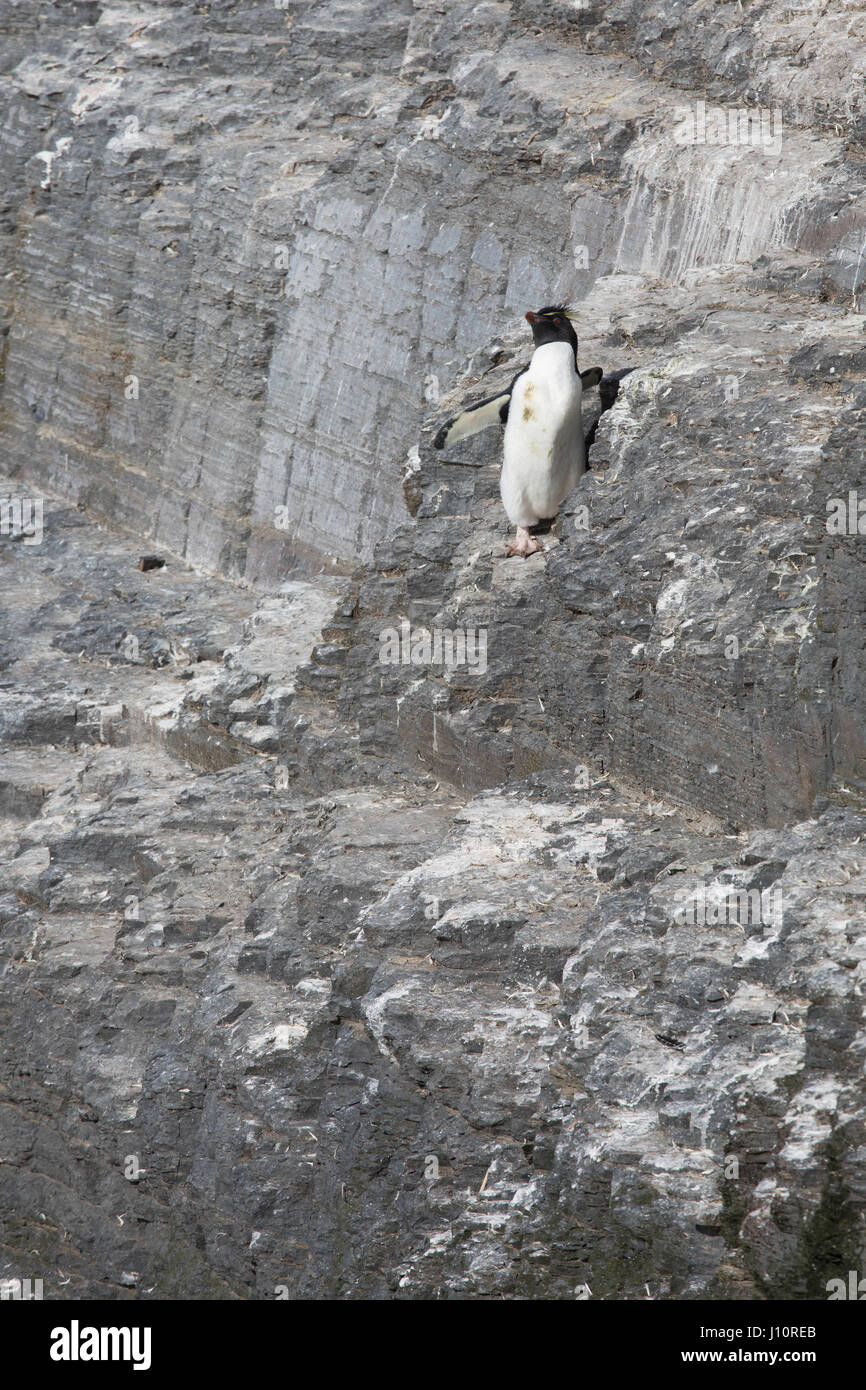 Rockhopper penguin jumping hi-res stock photography and images - Alamy