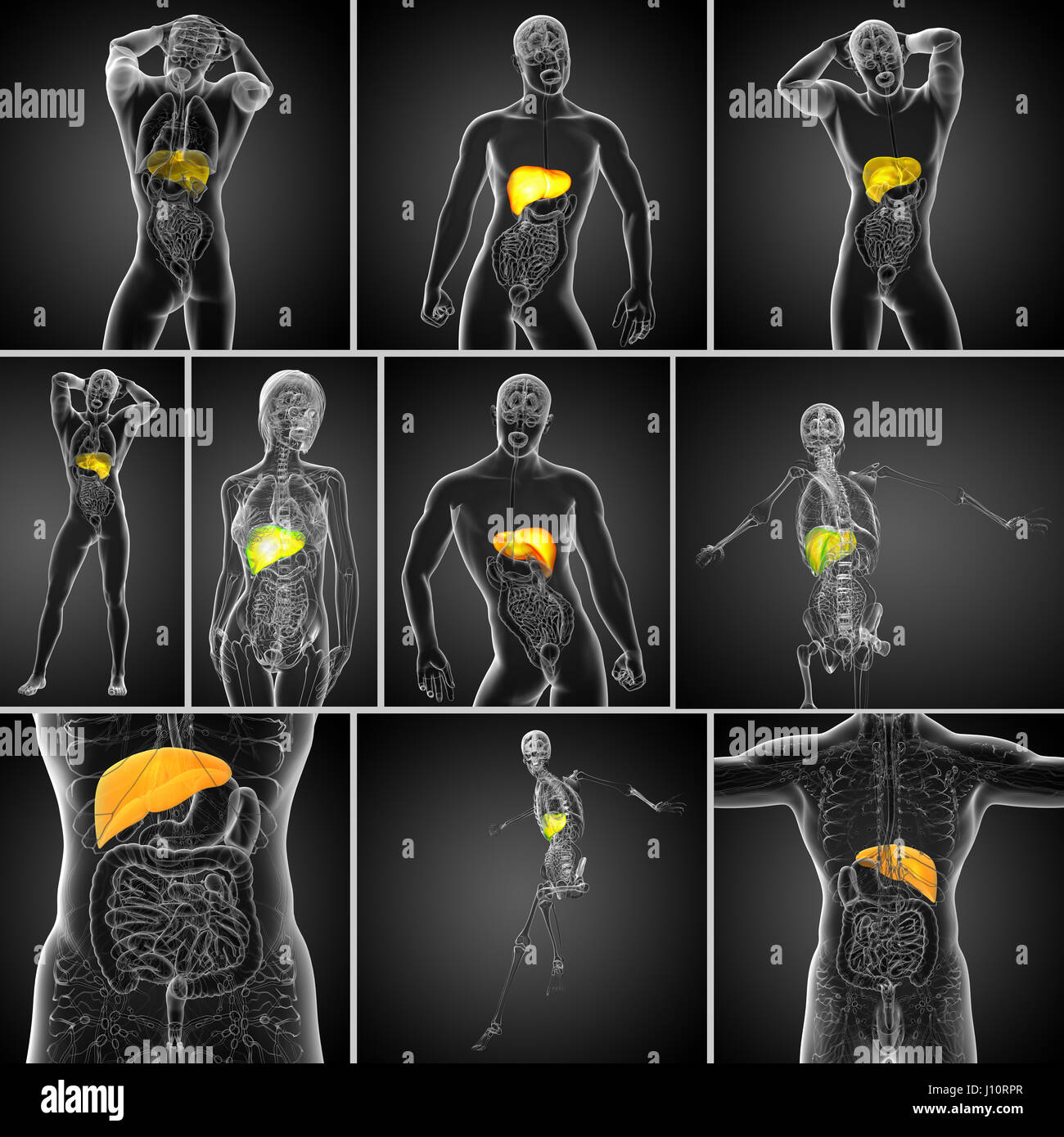 3d rendering medical illustration of the liver Stock Photo - Alamy