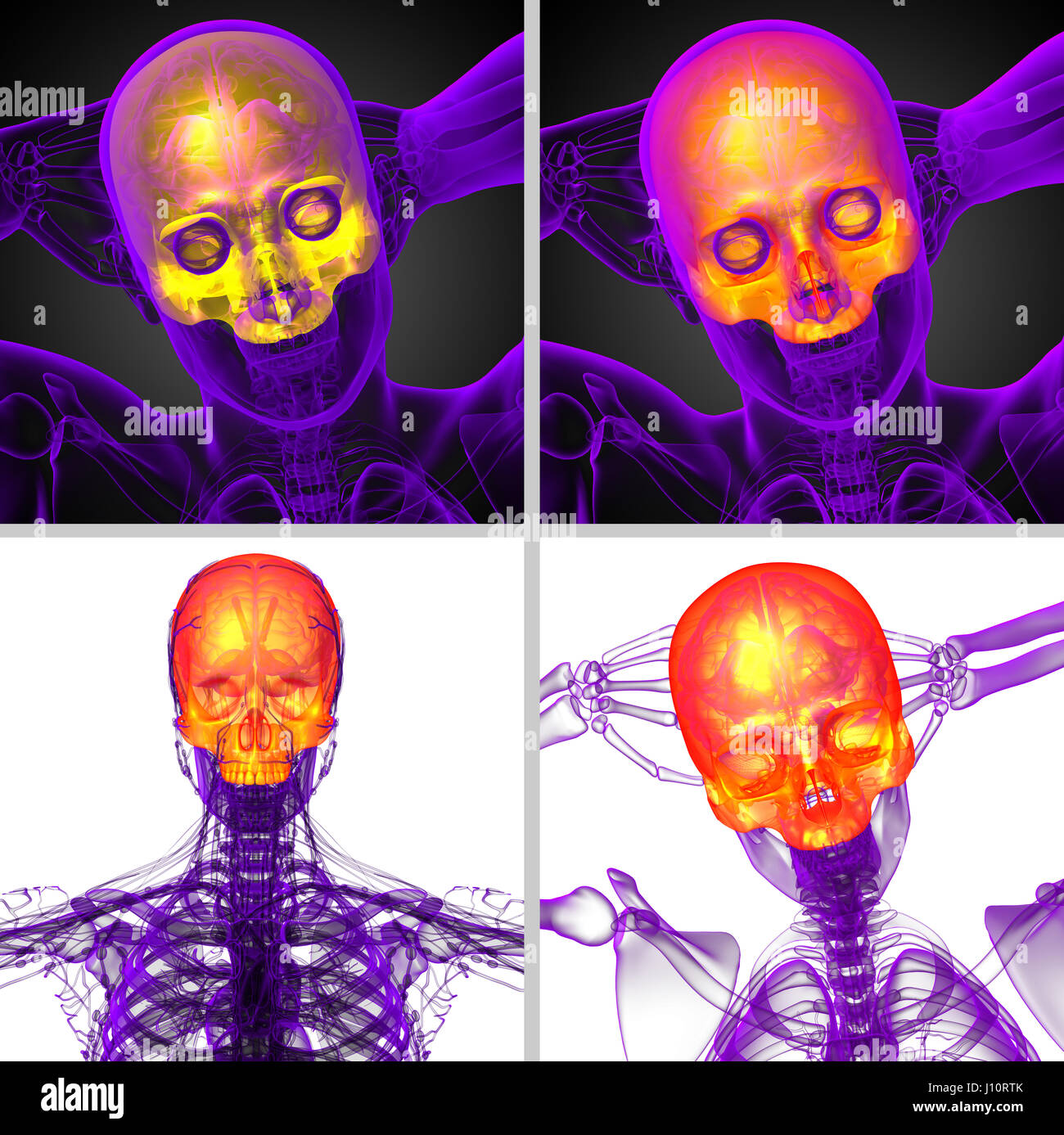 3d rendering medical illustration of the upper skull Stock Photo - Alamy