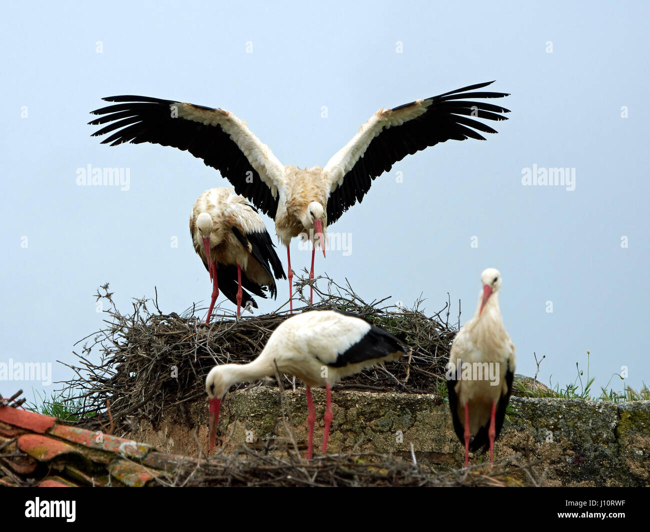 White storks nesting on roof hi-res stock photography and images - Alamy