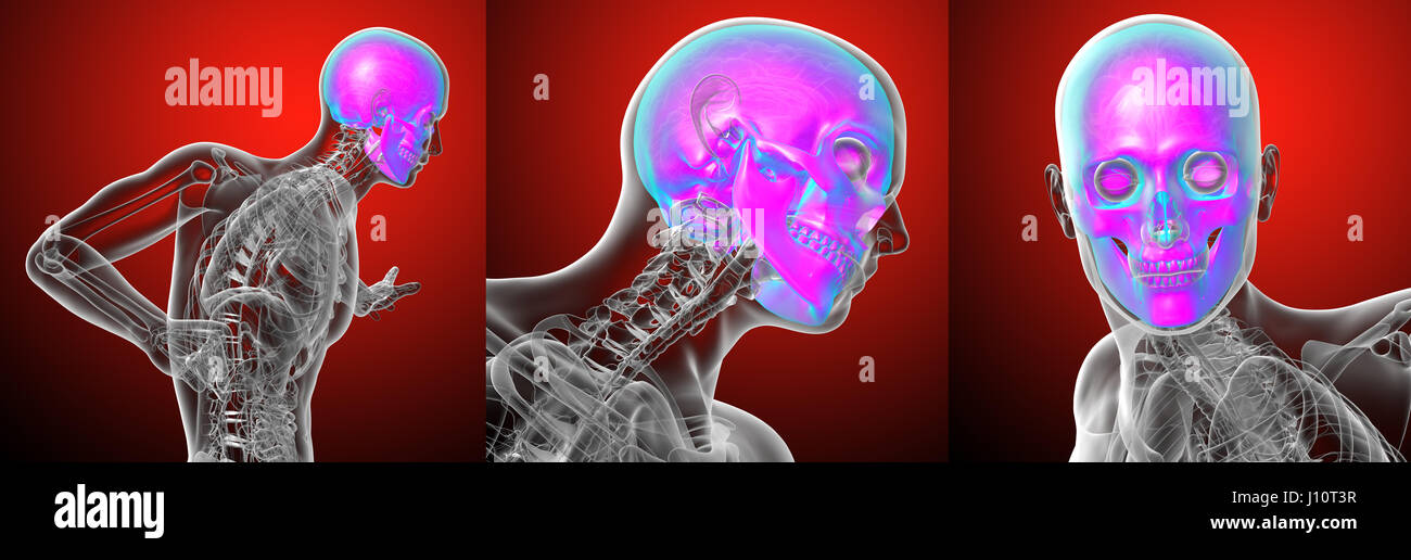 3d rendering medical illustration of the human skull Stock Photo - Alamy