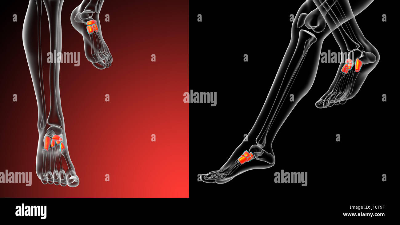 3d rendering medical illustration of the midfoot bone Stock Photo - Alamy