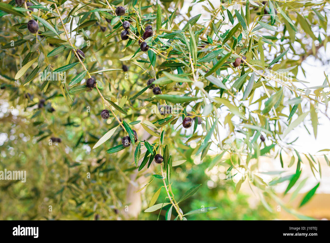 Mediterranean olive field with old olive tree ready for harvest Stock ...