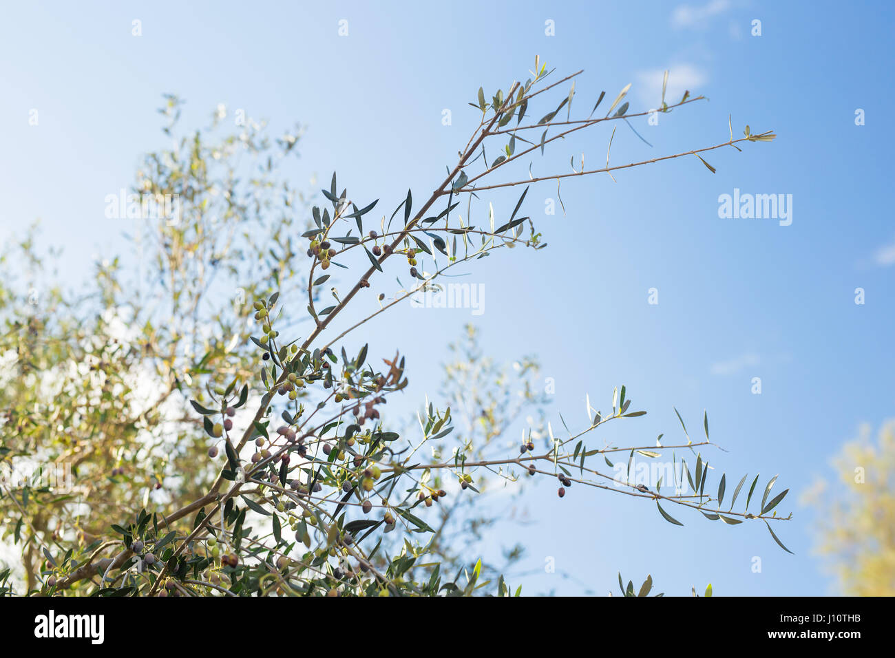 Mediterranean olive field with old olive tree ready for harvest Stock ...