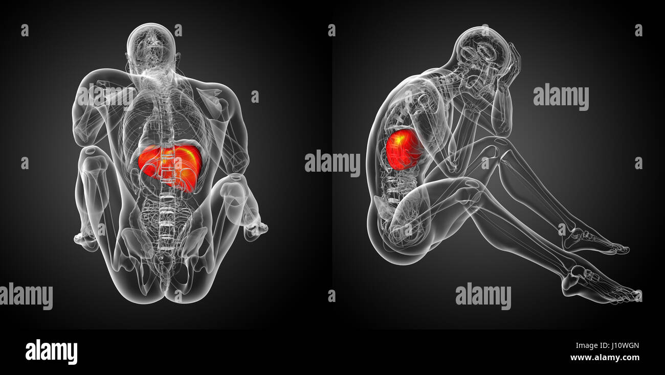 3d rendering medical illustration of the liver Stock Photo - Alamy