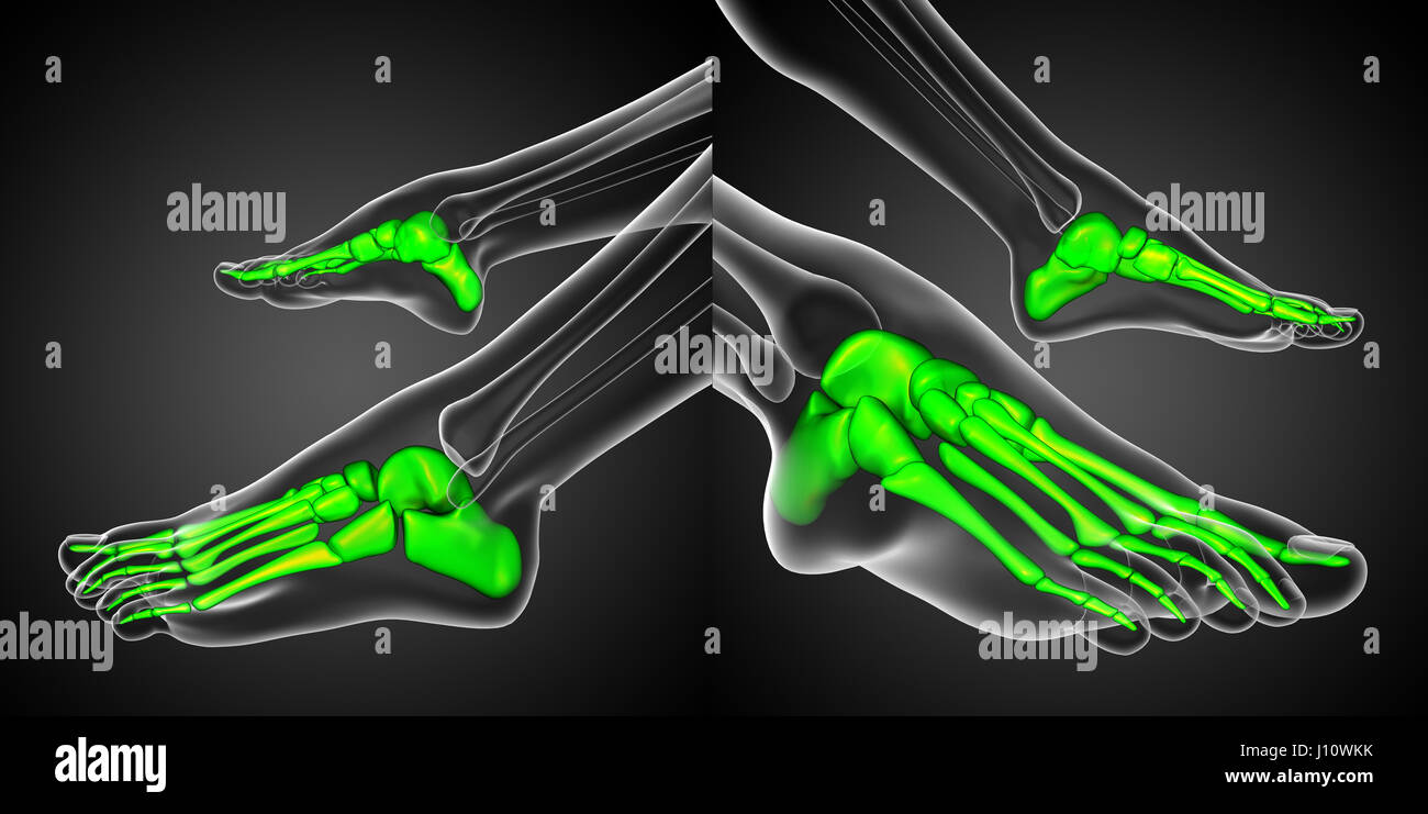 3d rendering medical illustration of the foot bone Stock Photo - Alamy