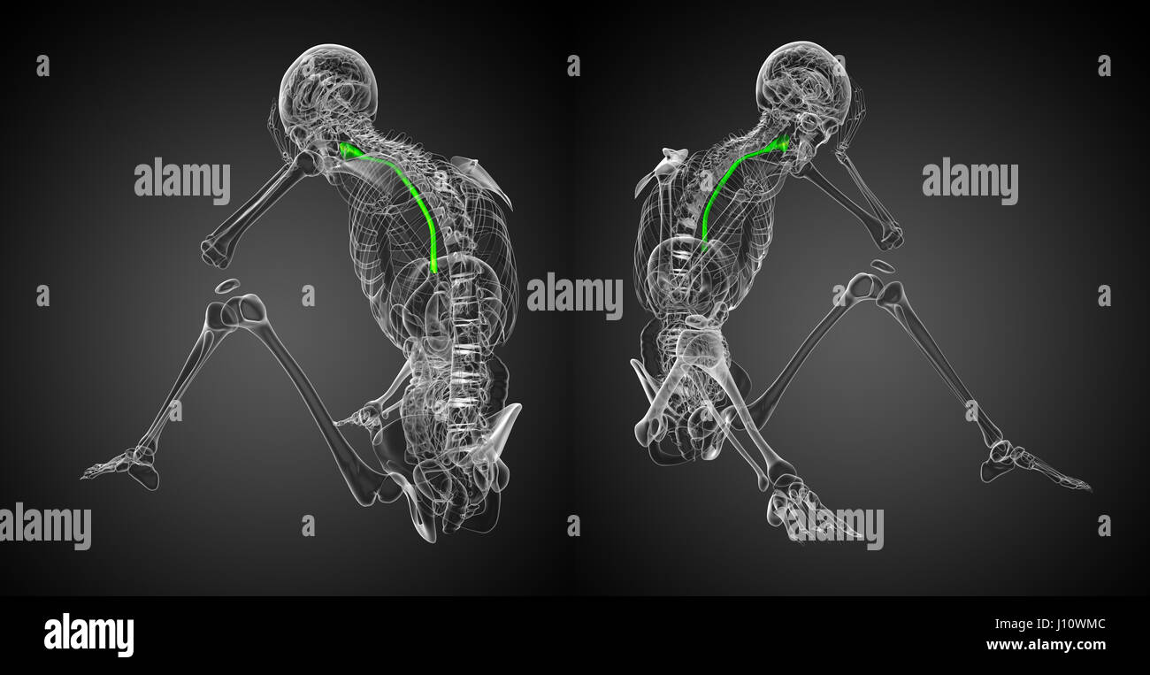 3d rendering illustration of the esophagus Stock Photo - Alamy