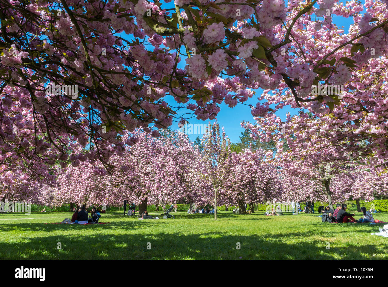 Antony, France, Parc de Sceaux, People Enjoying Cherry Blossoms, Spring ...