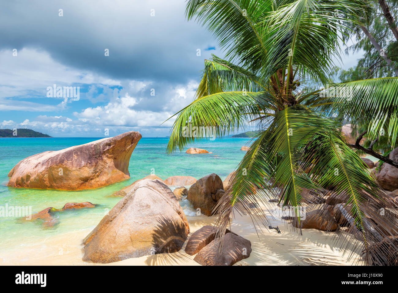 The palms and rocks on exotic sandy beach Stock Photo - Alamy