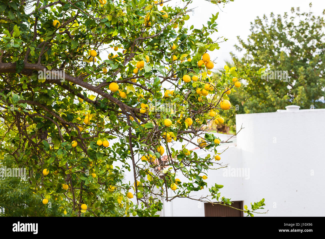 Ripe lemons hanging on a tree in Greece with sun rays shining through ...