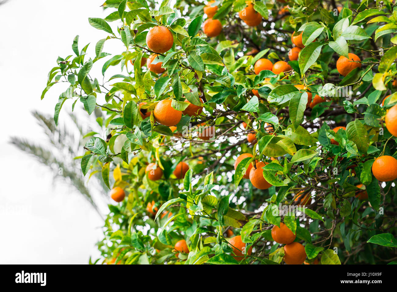 orange trees plantations Stock Photo - Alamy