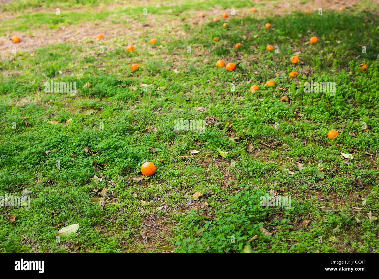 Fresh mandarin oranges under the tree Stock Photo - Alamy