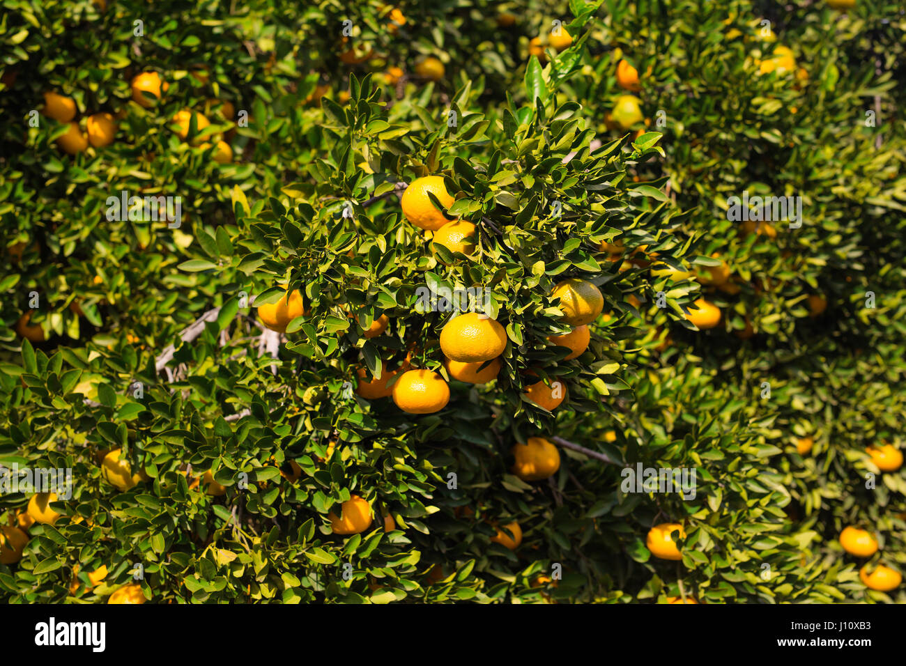 orange trees plantations Stock Photo - Alamy