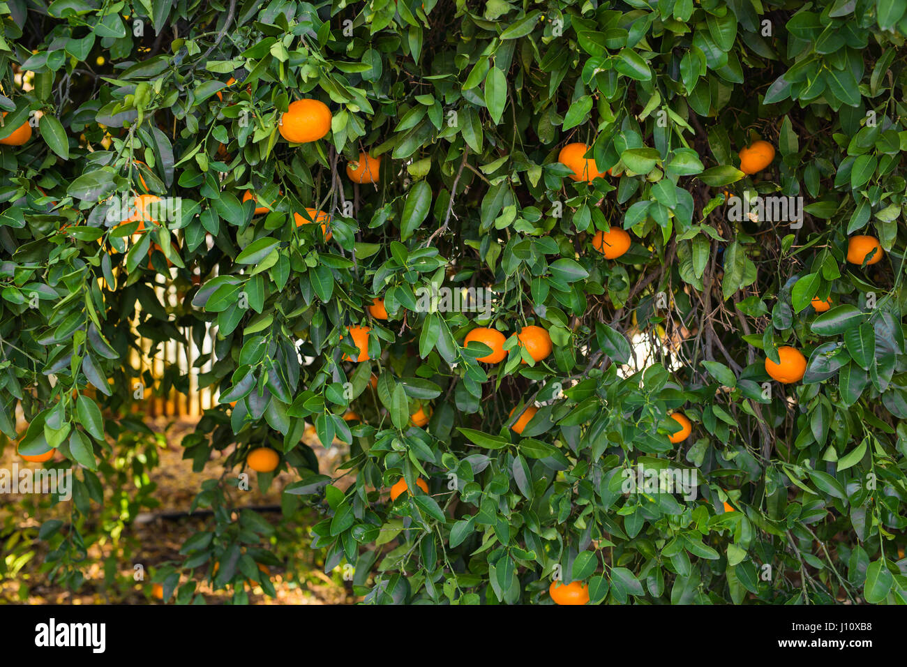 orange trees plantations Stock Photo - Alamy
