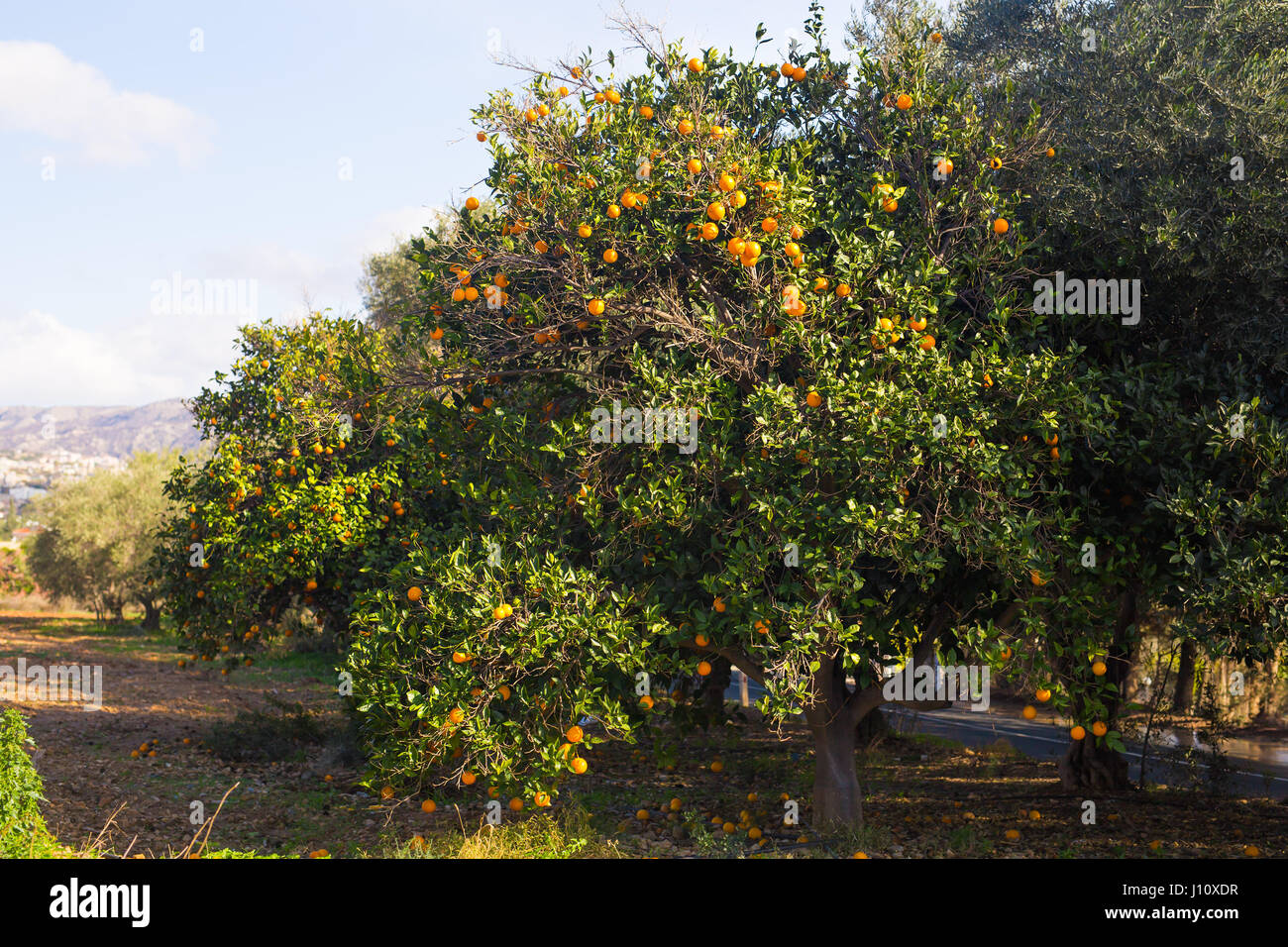 orange trees plantations Stock Photo - Alamy