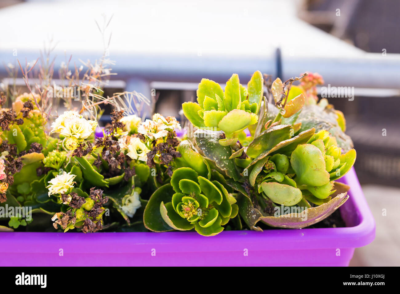 Colored potted plants Stock Photo - Alamy