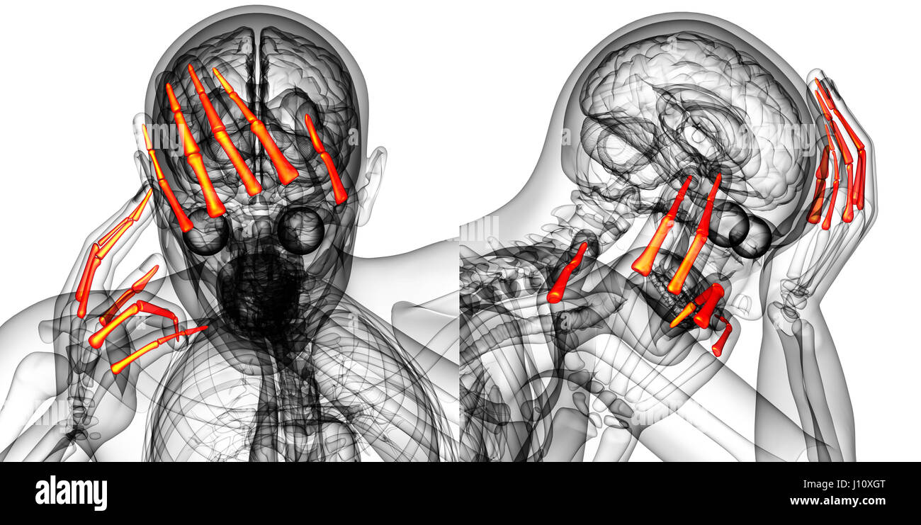 3d rendering illustration of the human phalanges hand Stock Photo - Alamy