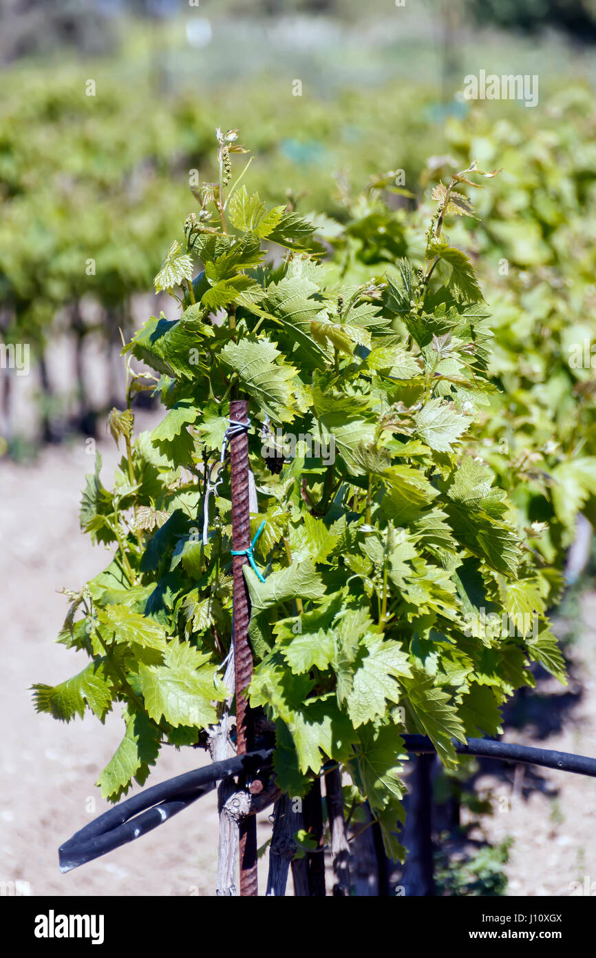 Vine leaves produce hi-res stock photography and images - Alamy