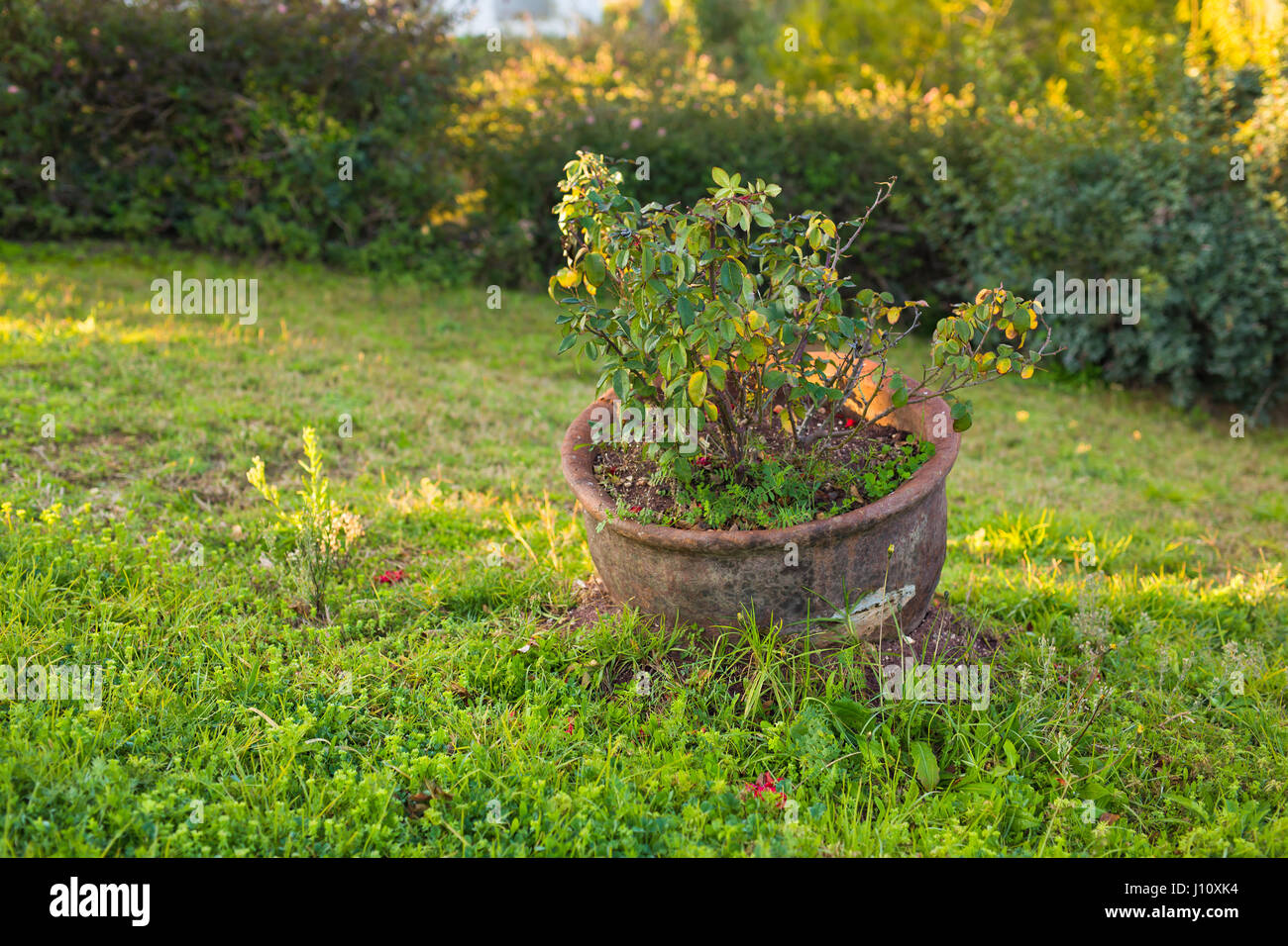 Green potted plant outdoor Stock Photo - Alamy Green potted plant outdoor Stock Photo - Alamy