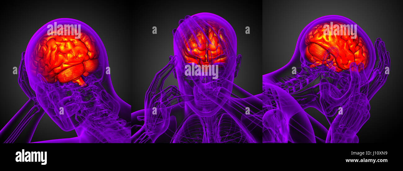 3d rendering medical illustration of the brain Stock Photo - Alamy