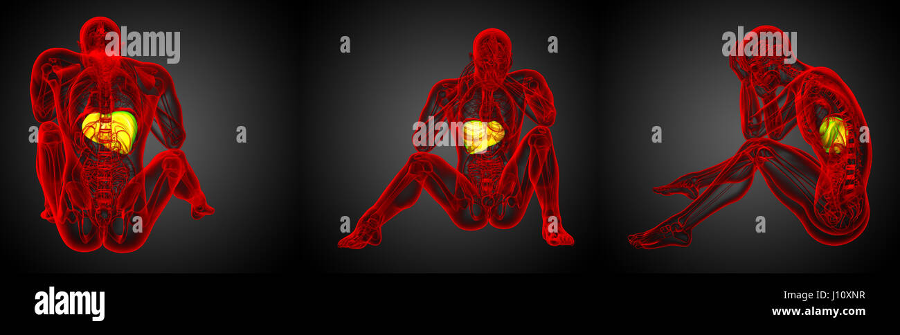 3d rendering medical illustration of the liver Stock Photo - Alamy