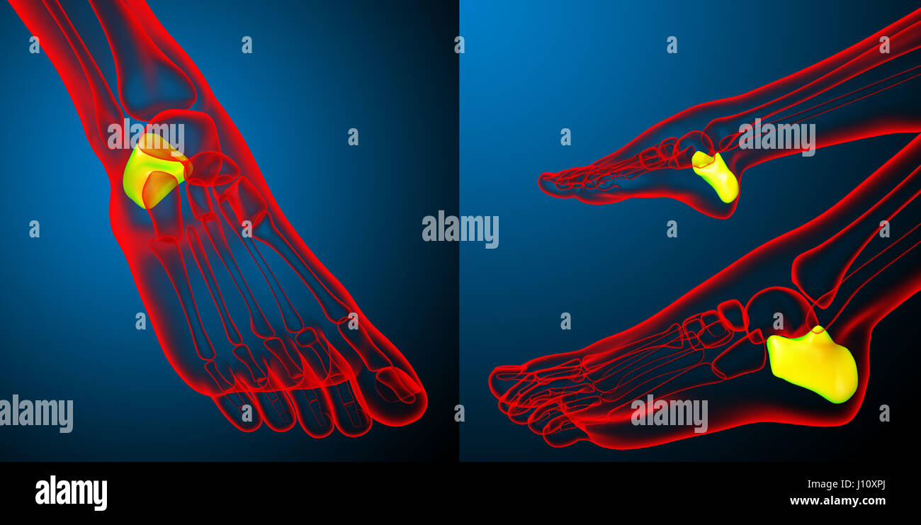 Calcaneus hi-res stock photography and images - Alamy