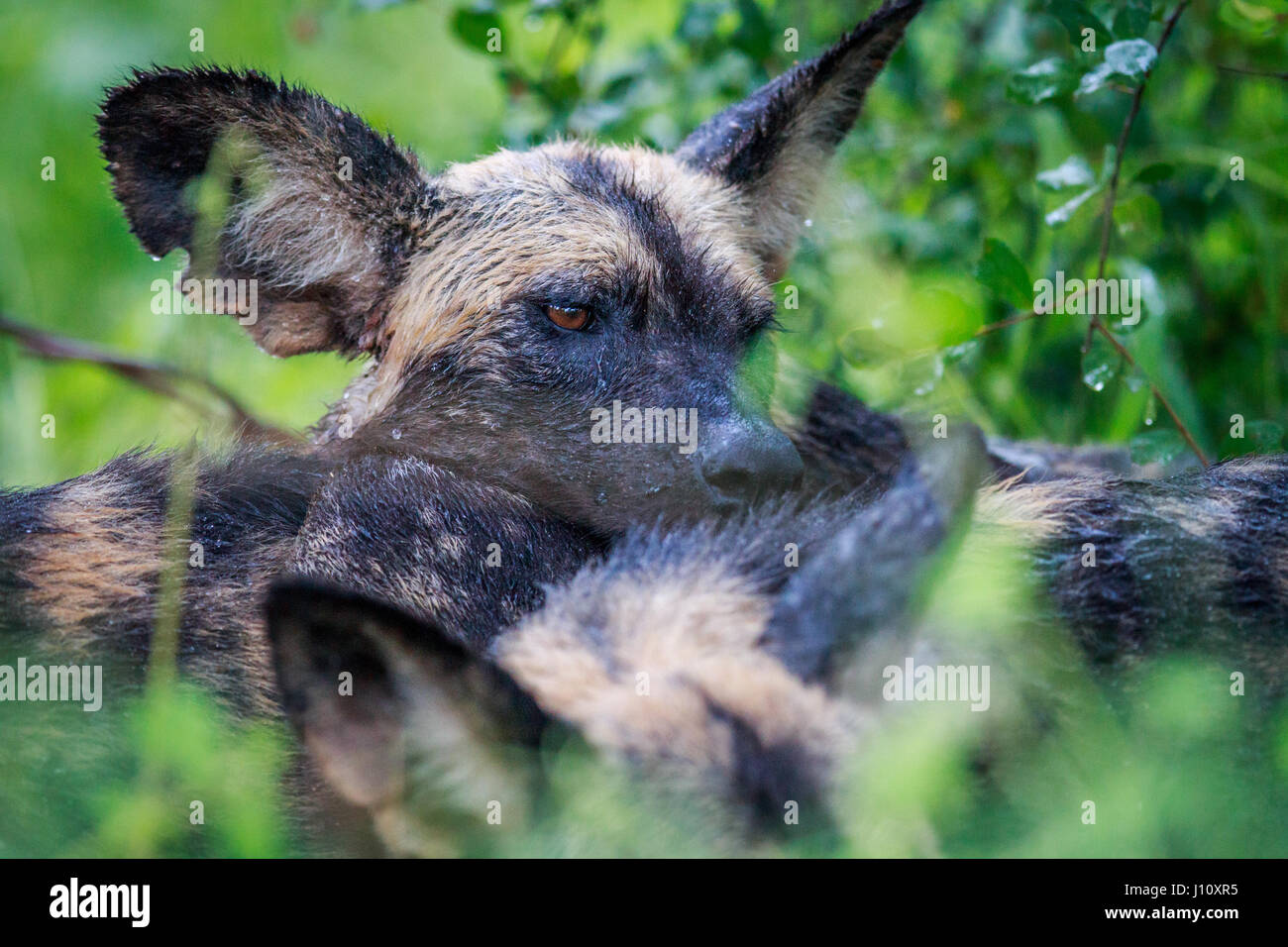 Wet African wild dog resting his head on another dog in the Kruger ...