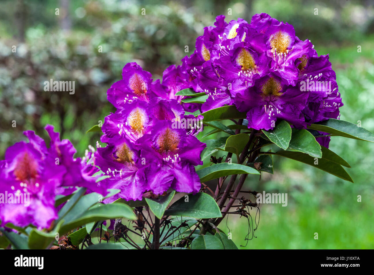 Tamarindos hi-res stock photography and images - Alamy
