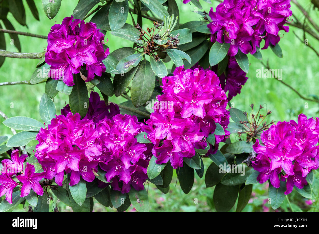 Purple Rhododendron 'Polarnacht' flowering shrubs Stock Photo - Alamy