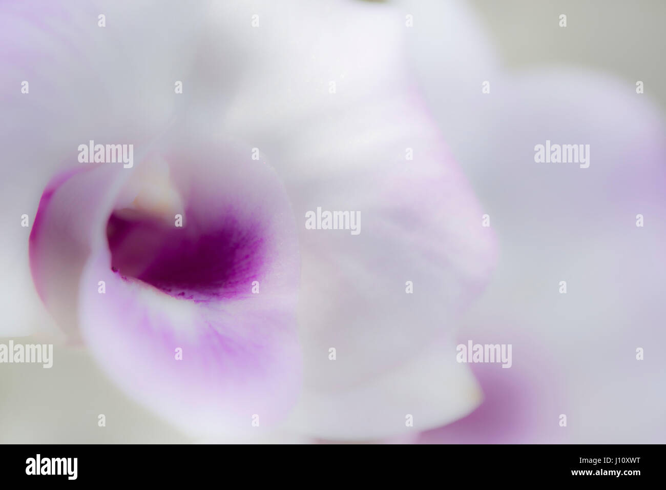 Abstract flower background Stock Photo - Alamy