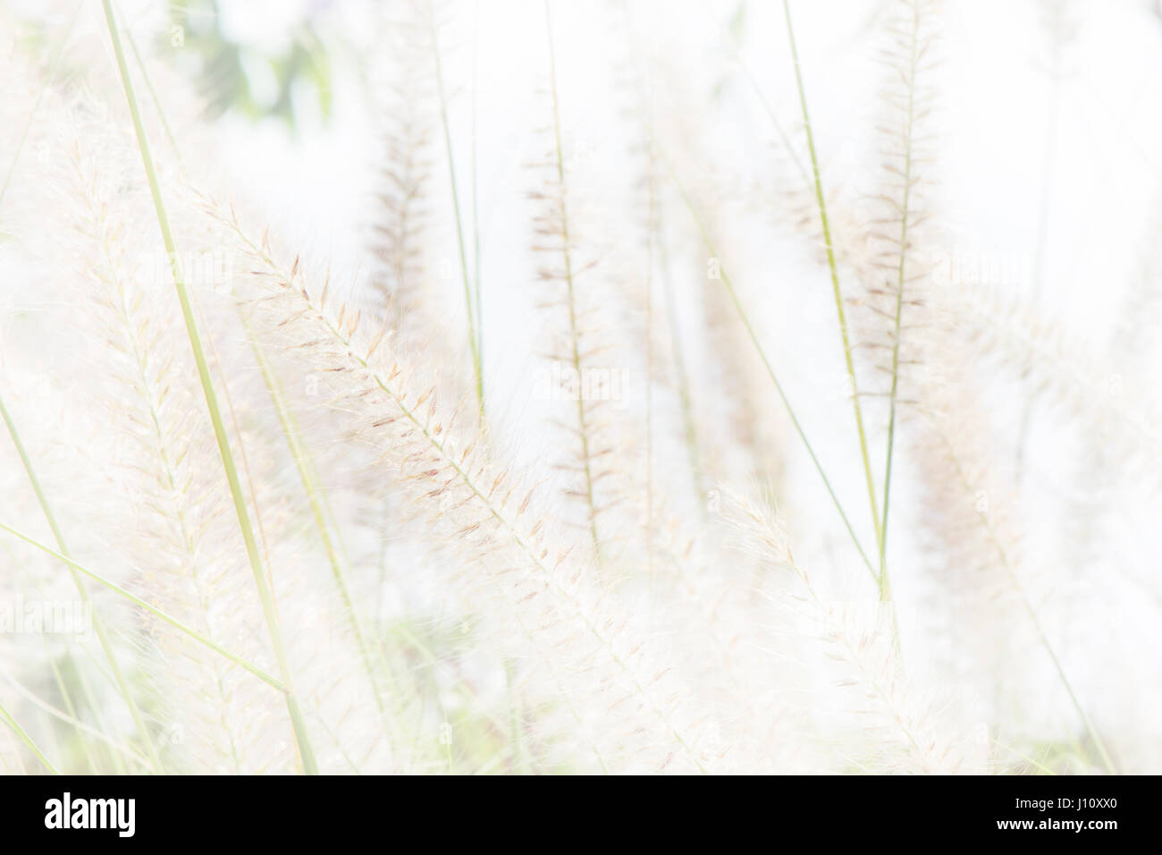 Grass flower background Stock Photo - Alamy