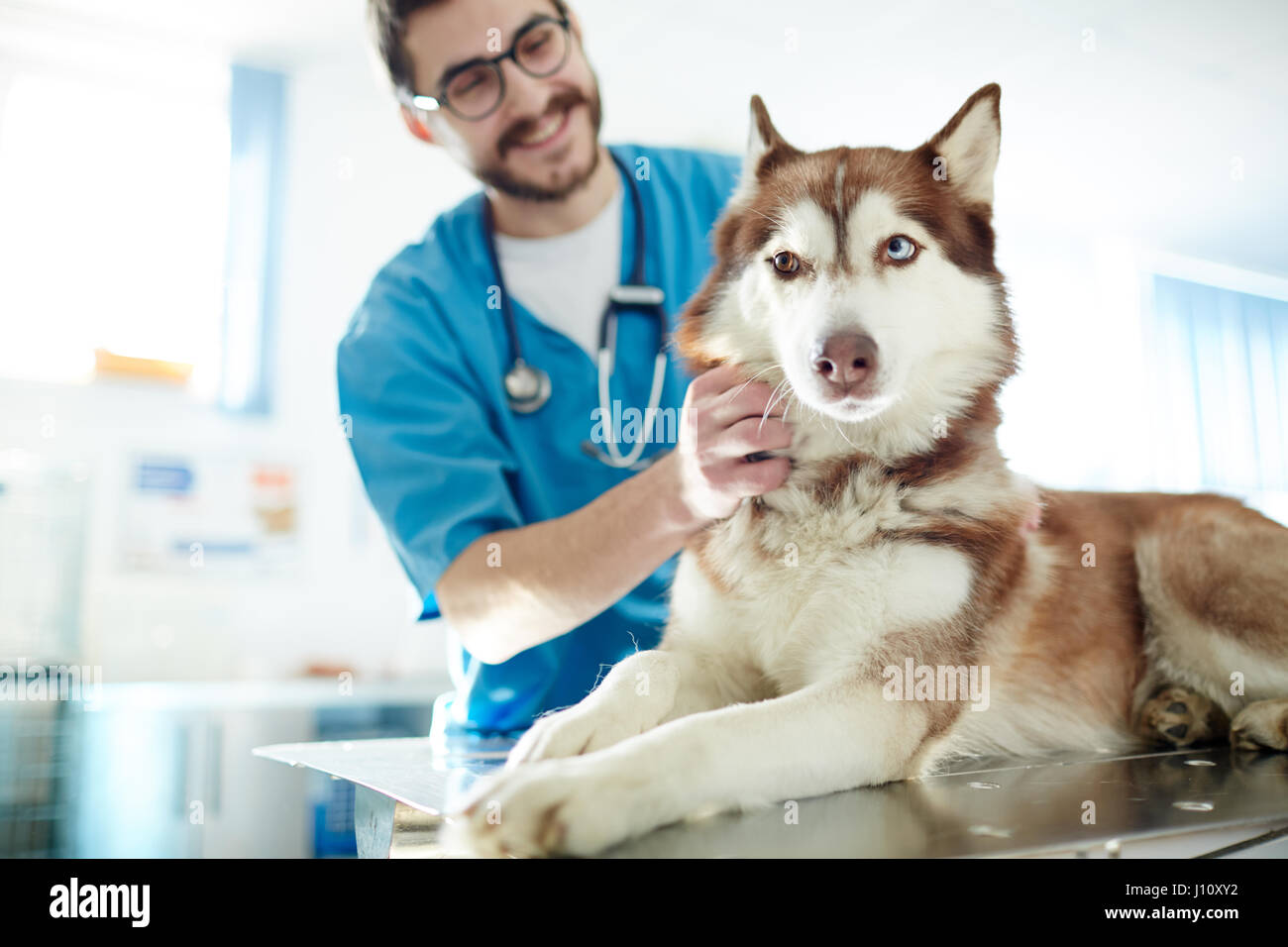 Doctor cuddling his fluffy patient before medical treatment Stock Photo ...