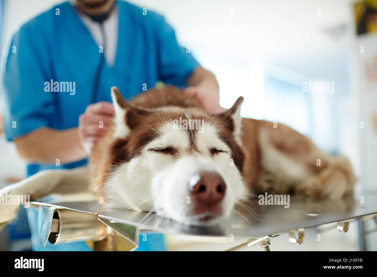 Sick dog hi-res stock photography and images - Alamy