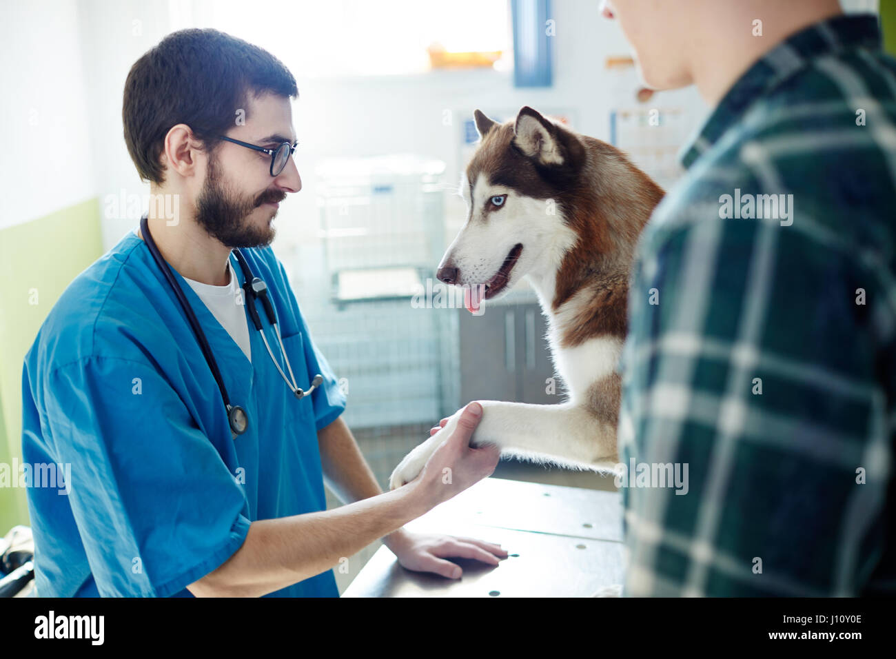 Husky dog giving paw to his doctor in vet clinic Stock Photo - Alamy