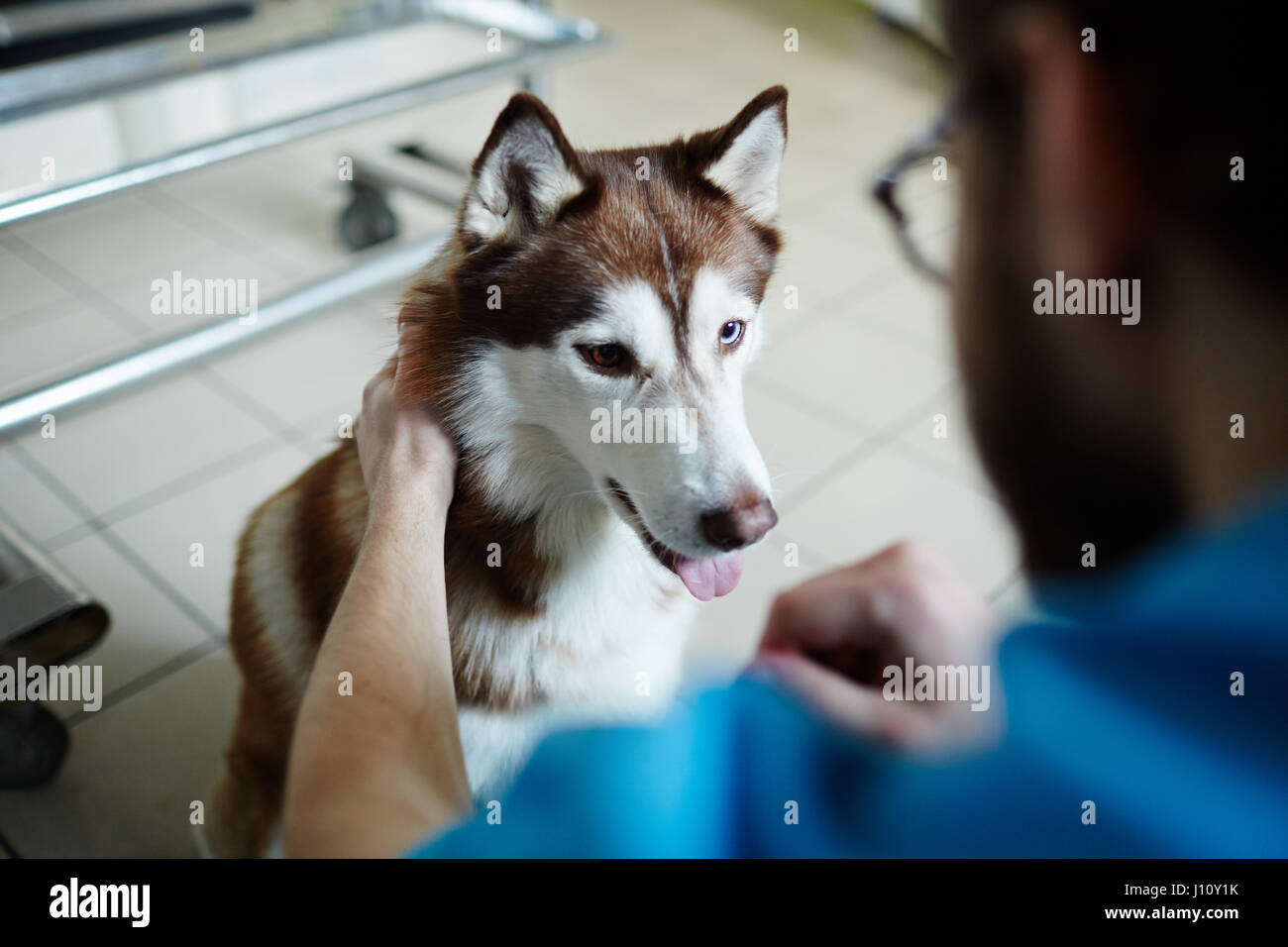 Adorable husky visiting vet clinician Stock Photo - Alamy