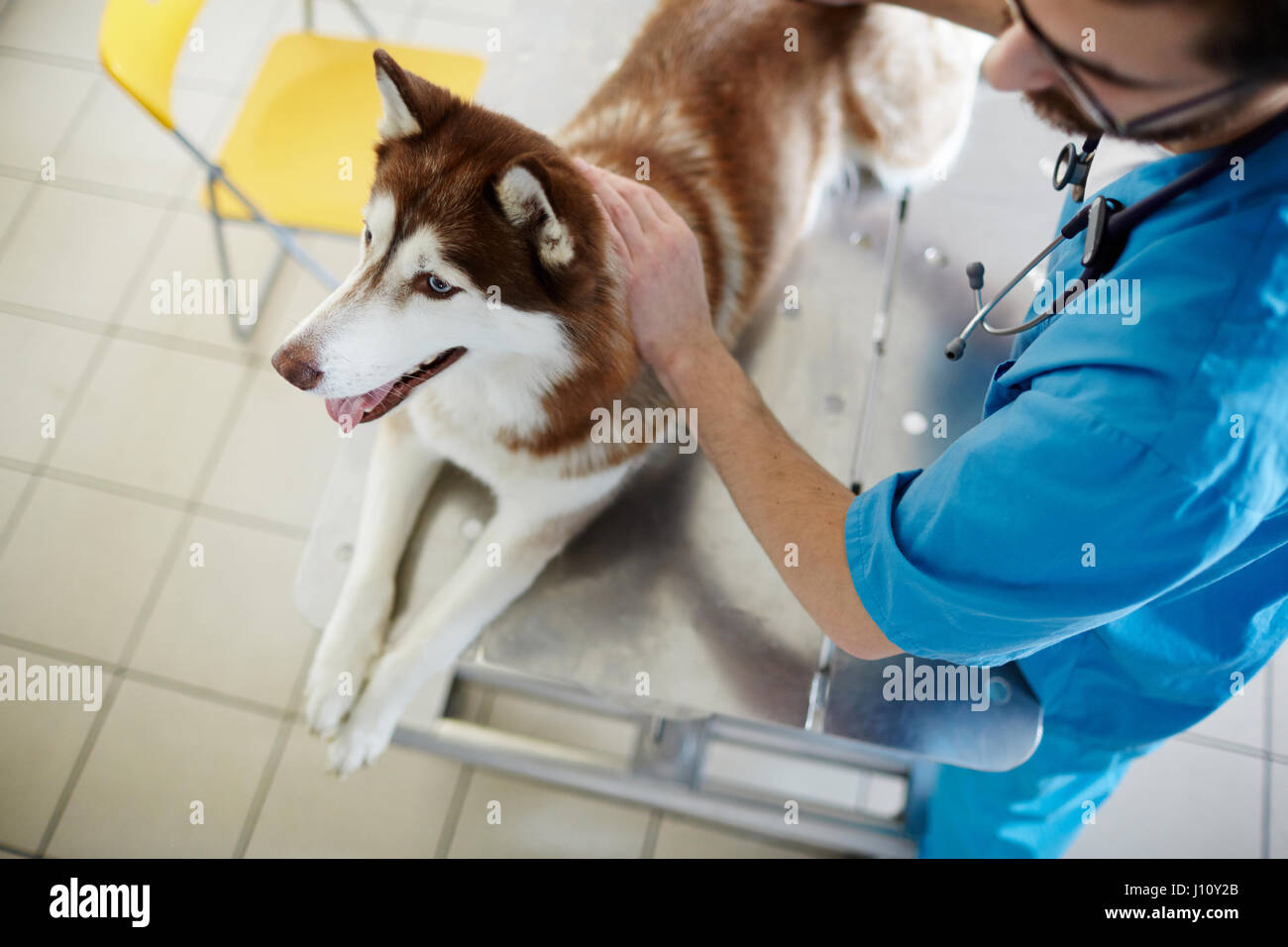 Veterinarian taking care of siberian husky dog Stock Photo - Alamy