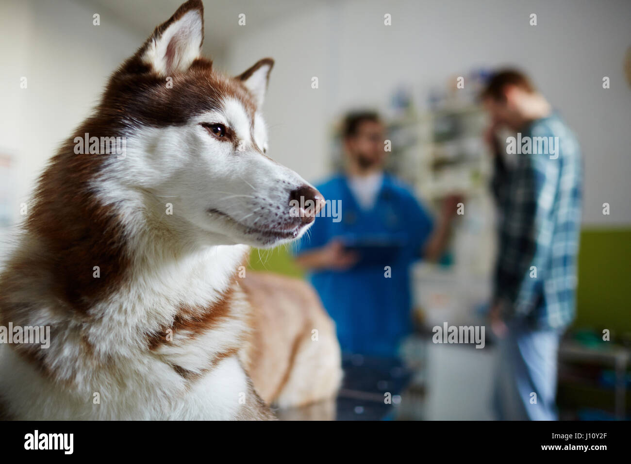 Sick husky dog on background of his doctor and owner Stock Photo - Alamy
