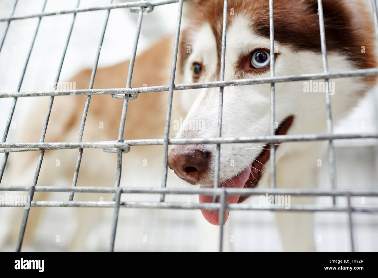 Rabid dog hi-res stock photography and images - Alamy