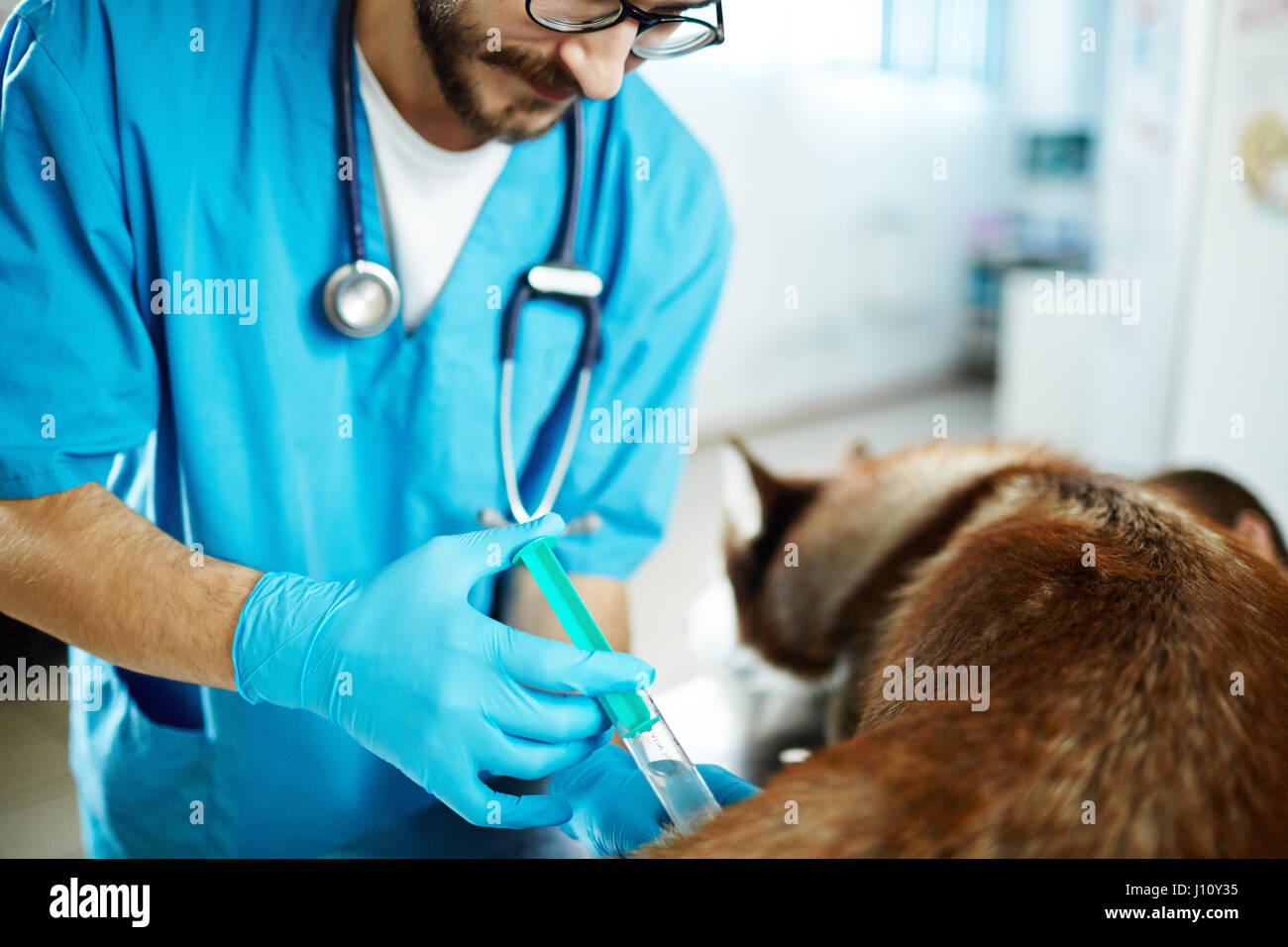 Doctor healing sick dog in vet clinic Stock Photo - Alamy