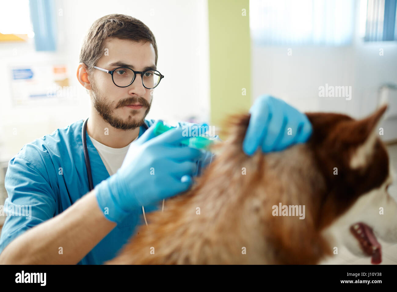 Vet injecting vaccine while healing patient Stock Photo - Alamy
