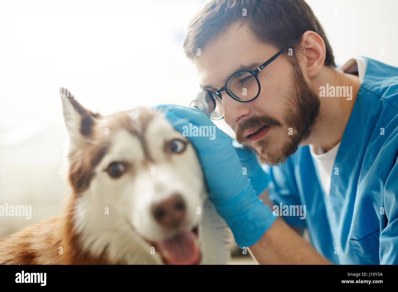 Professional vet clinician checking up his patient Stock Photo - Alamy