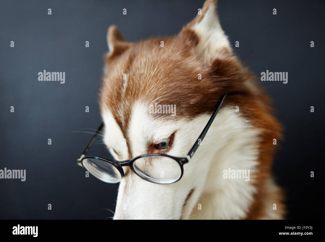 Dog with eyeglasses hi-res stock photography and images - Alamy