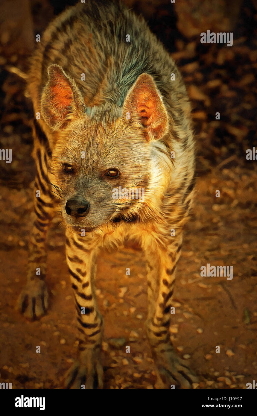 Pictures of striped hyena hi-res stock photography and images - Alamy