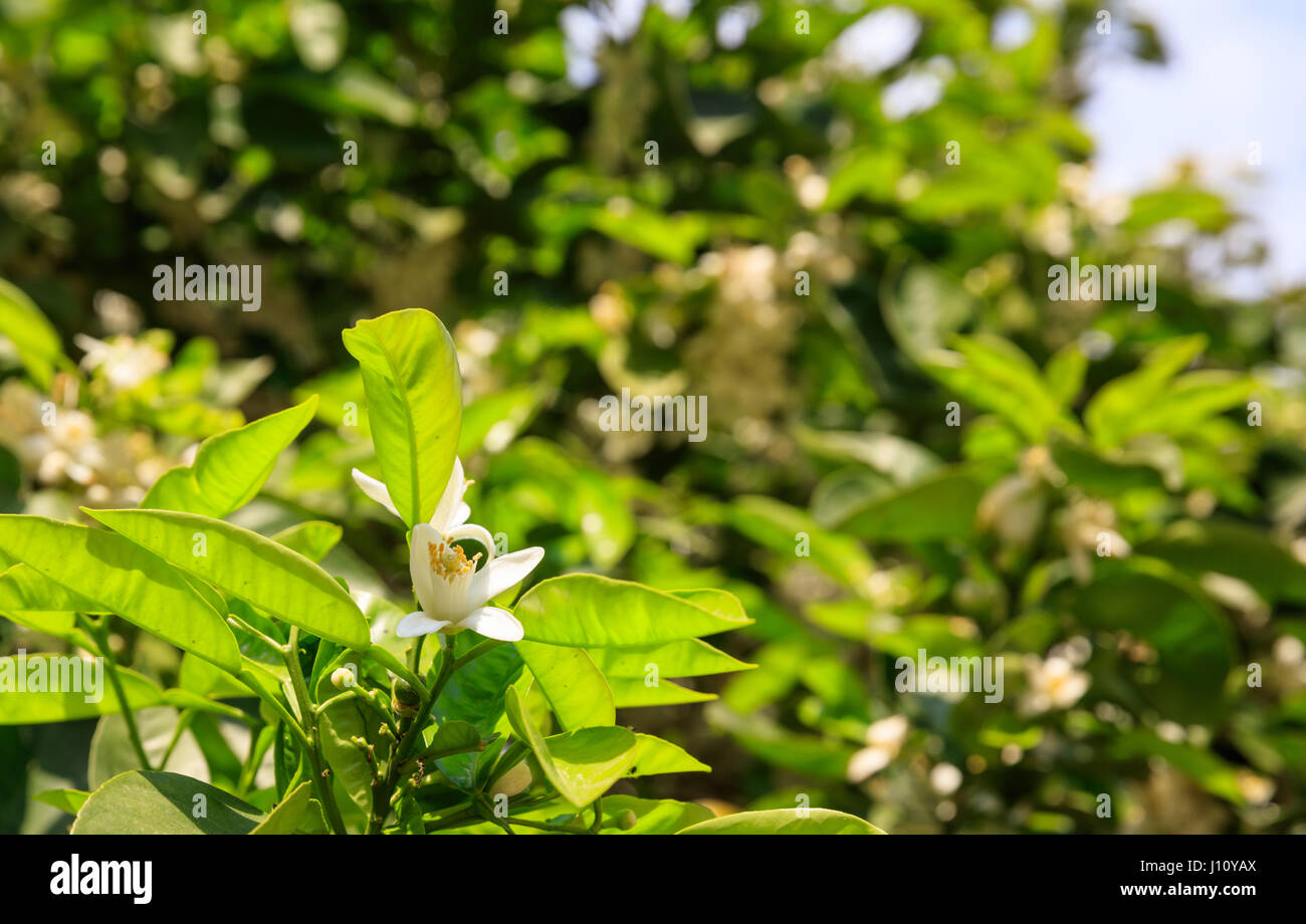 Close up of orange tree blooming in spring Stock Photo - Alamy