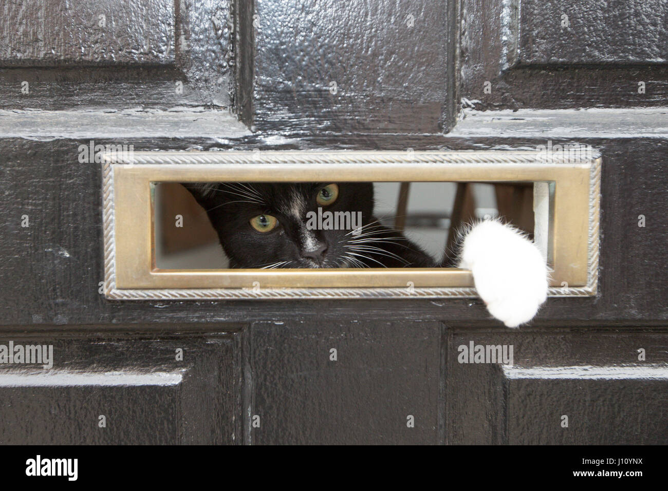 A cat looking through a letterbox Stock Photo - Alamy