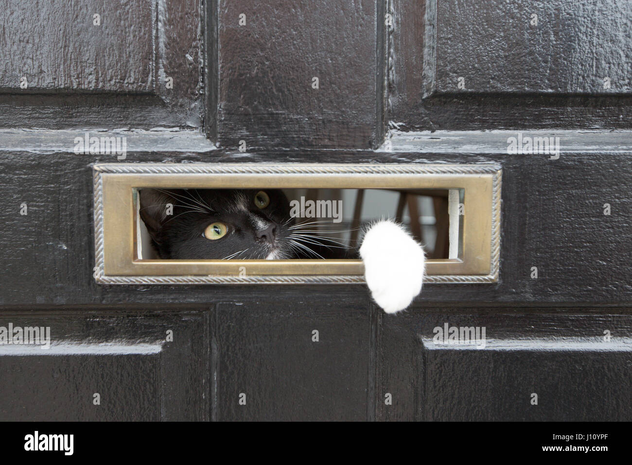A cat looking through a letterbox Stock Photo - Alamy