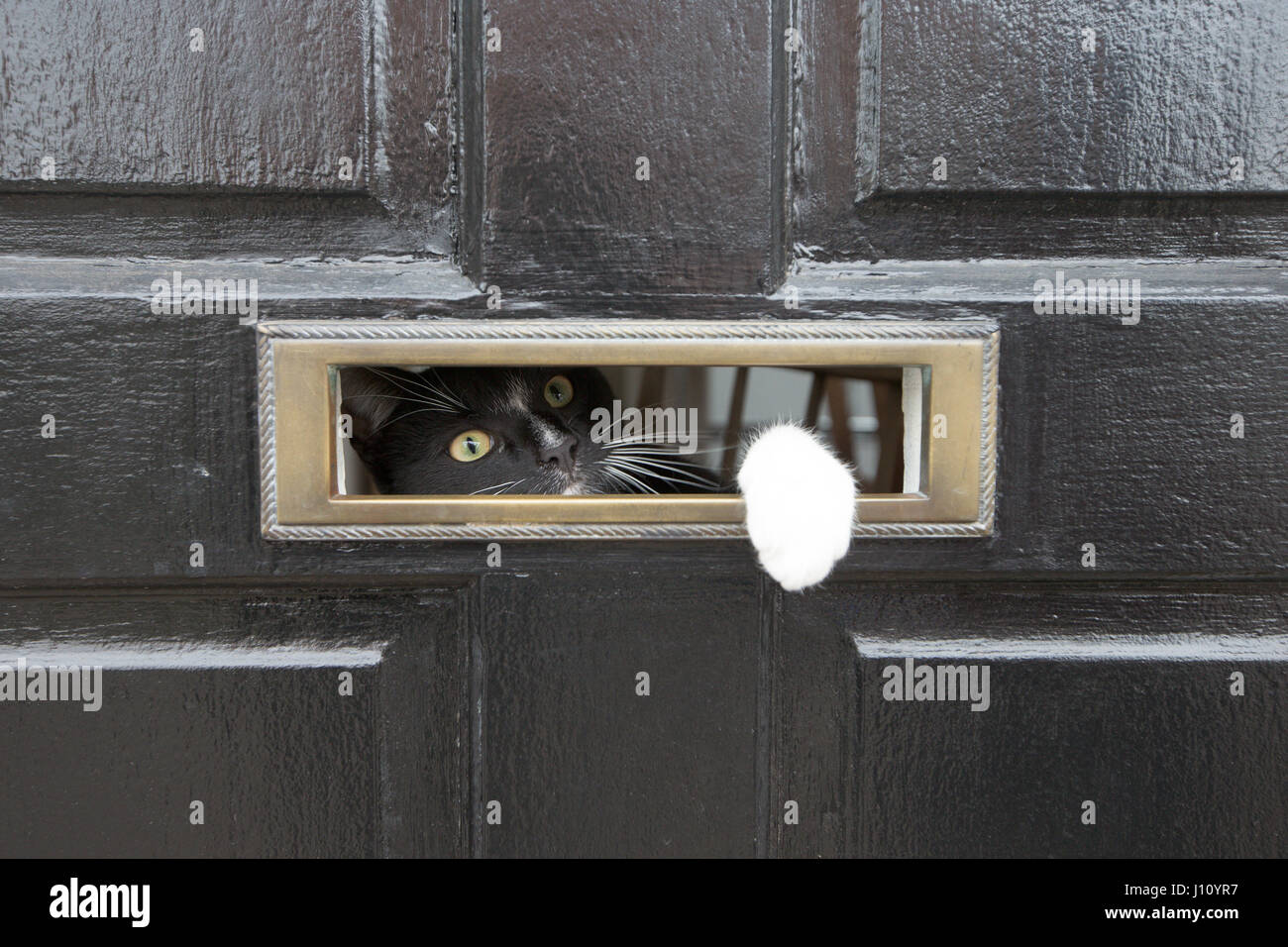 A cat looking through a letterbox Stock Photo - Alamy