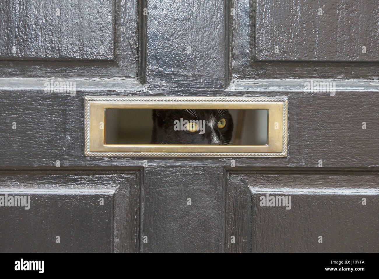 A cat looking through a letterbox Stock Photo - Alamy