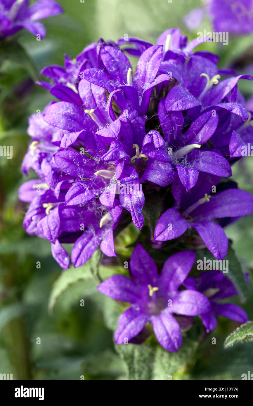 Blue Campanula glomerata 'Superba', close-up flower Clustered ...
