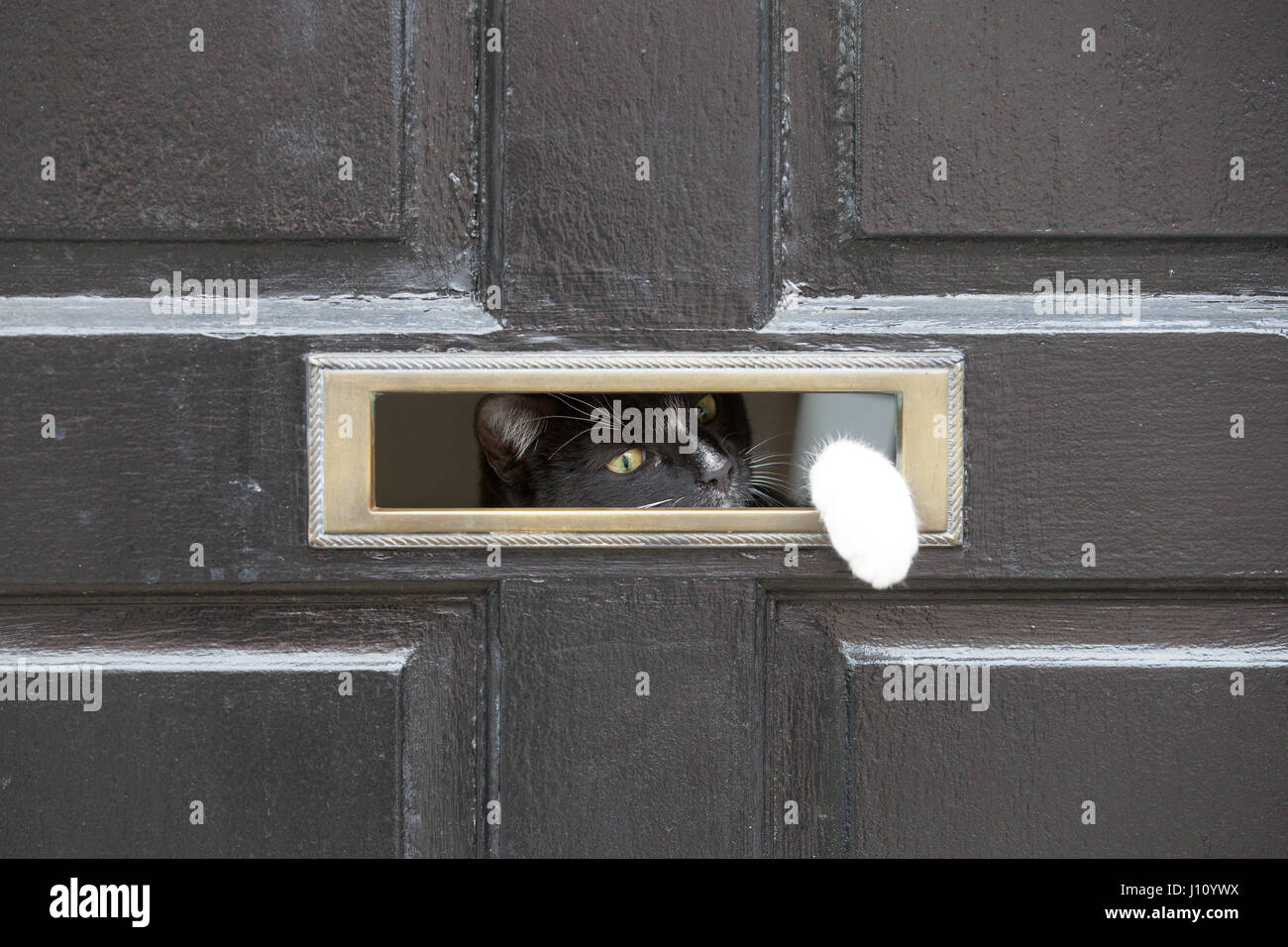A cat looking through a letterbox Stock Photo - Alamy